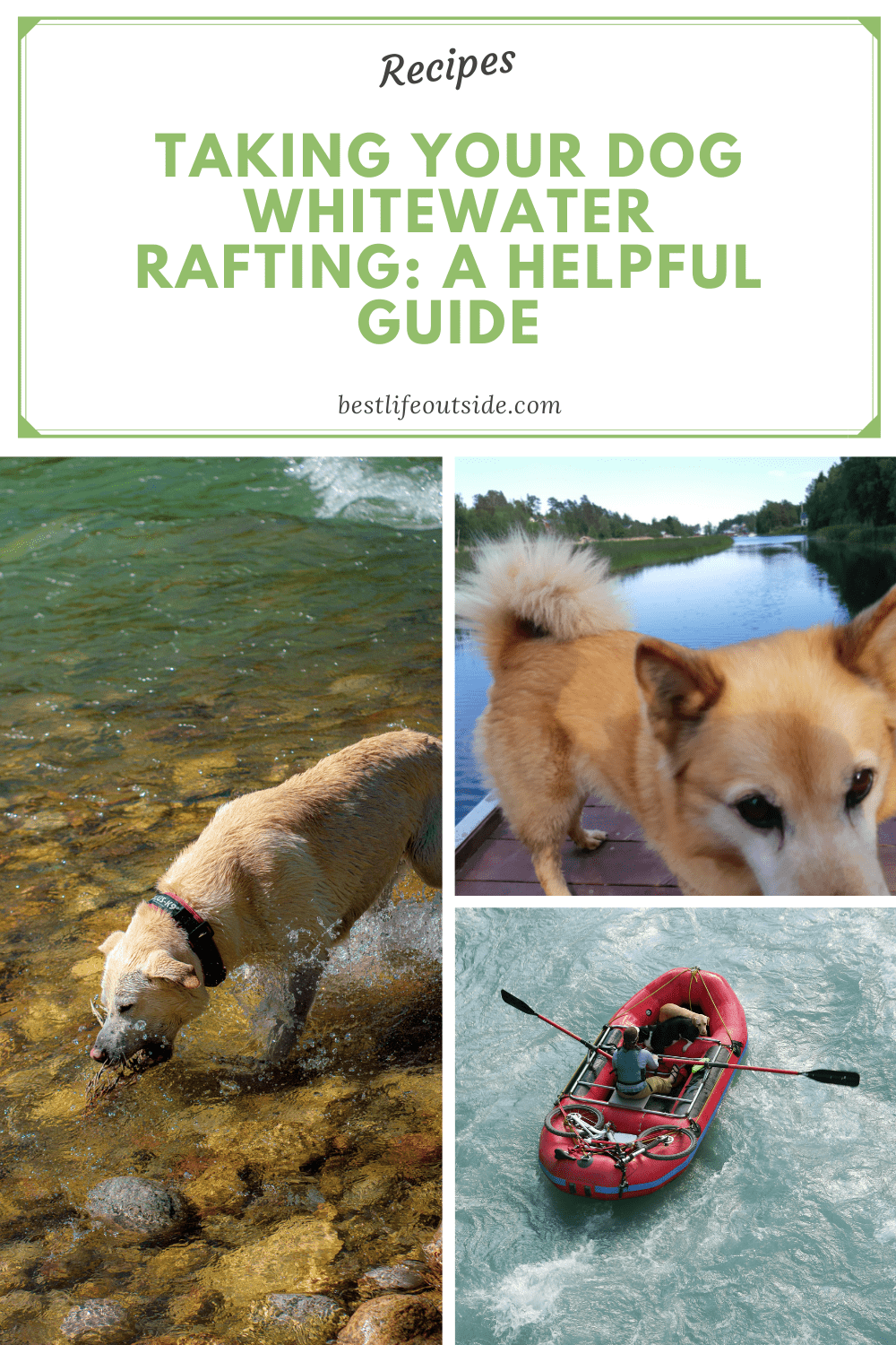 Taking Your Dog Whitewater Rafting: A Helpful Guide - Best Life Outside